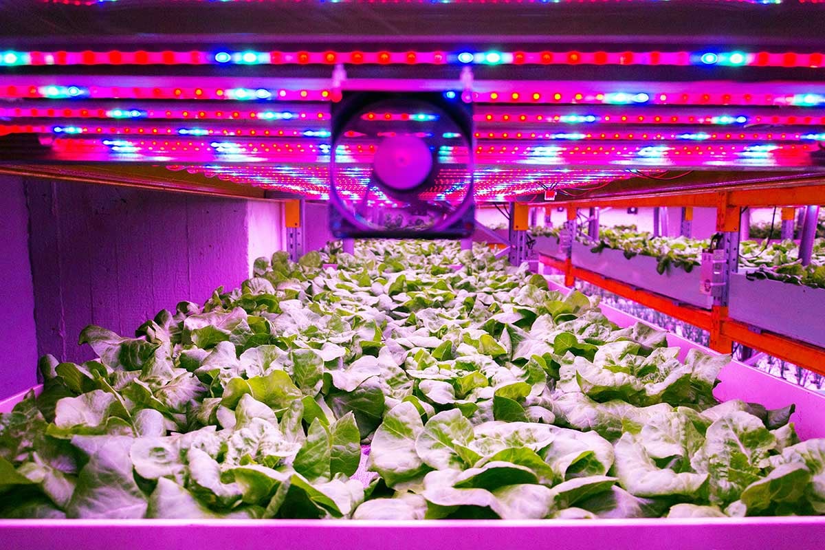 Vertical Farming The Future Of Farming Is Here Vertical Farming The Future Of Farming Is Here